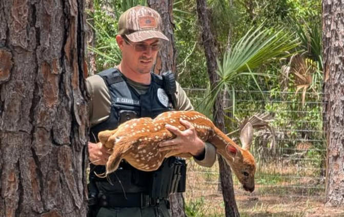North Port police looking for ATV riders who allegedly harassed fawn