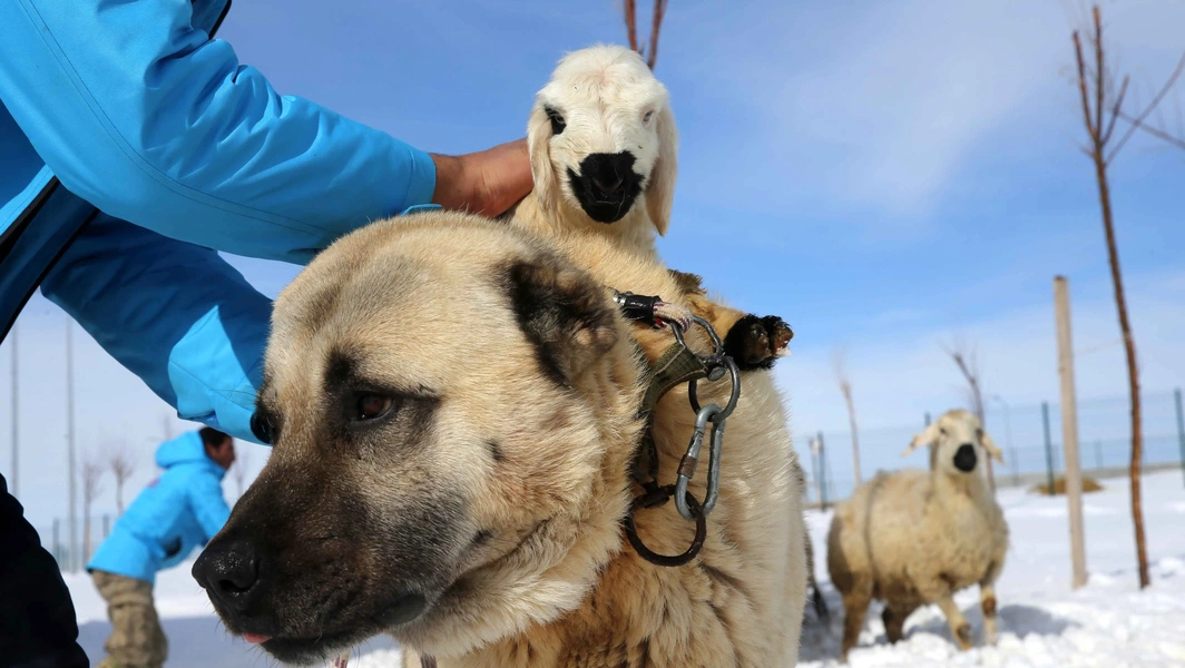 Living with the legendary Kangal dog