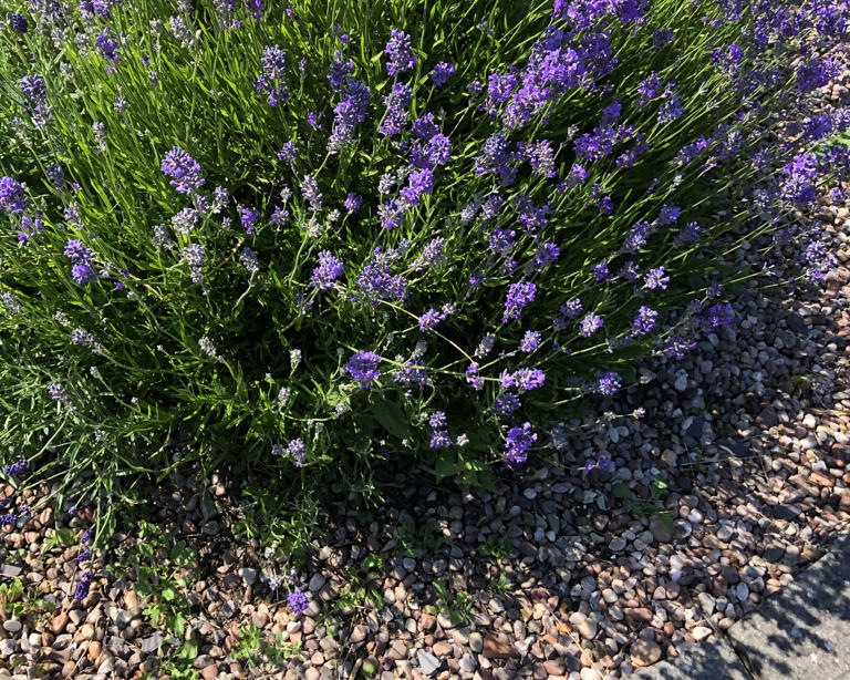 Grow lusher lavender with this one simple switch in June