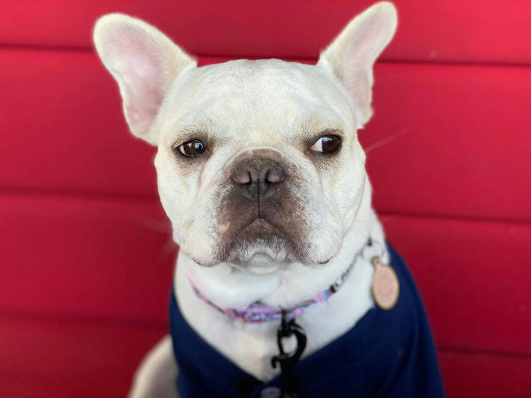 What are whale eyes in dogs? Vets explain this important warning sign
