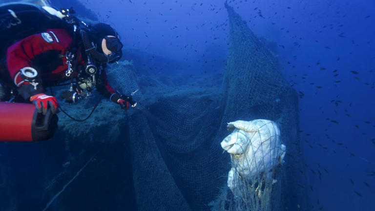 Rare footage of Mediterranean great white shark captured by ghost diver