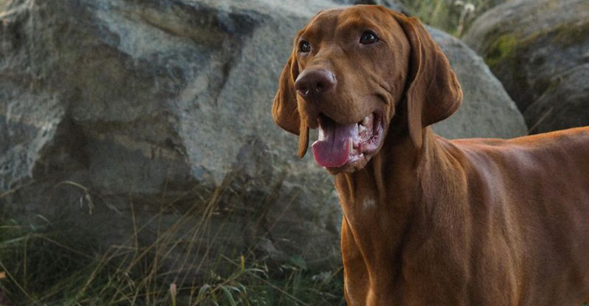 14 dog breeds that seem incomplete without a buddy – and 3 that enjoy ...