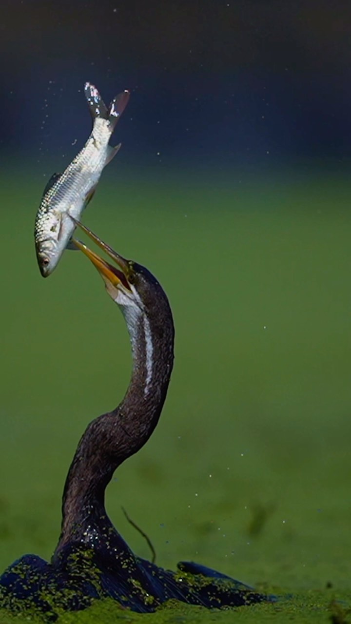 Action time: Wildlife photography in motion