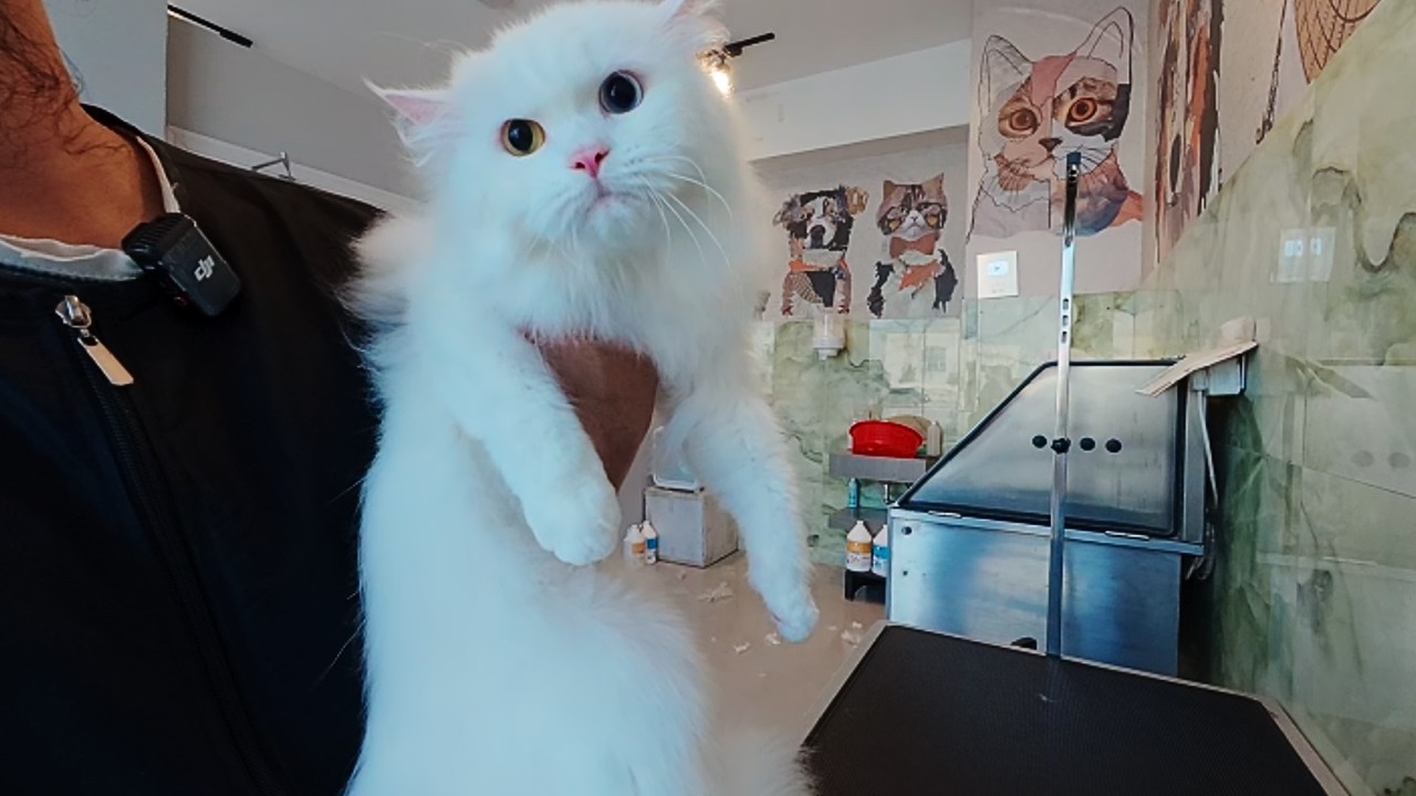 Polka, the non-spicy white kitty 😻