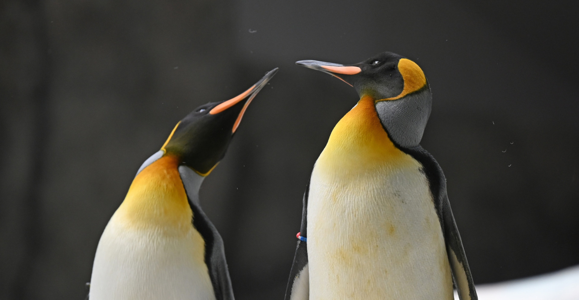 Animals that can survive (almost) anything