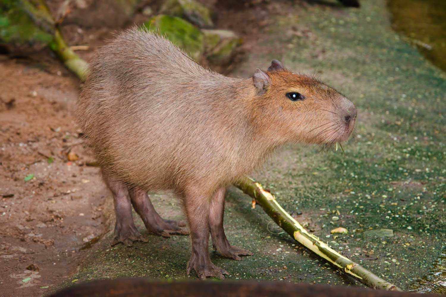 Zoo says there have been 'several credible sightings' of a capybara ...