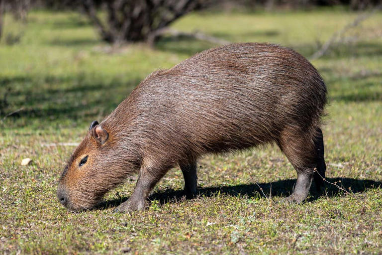 Zoo says there have been 'several credible sightings' of a capybara ...