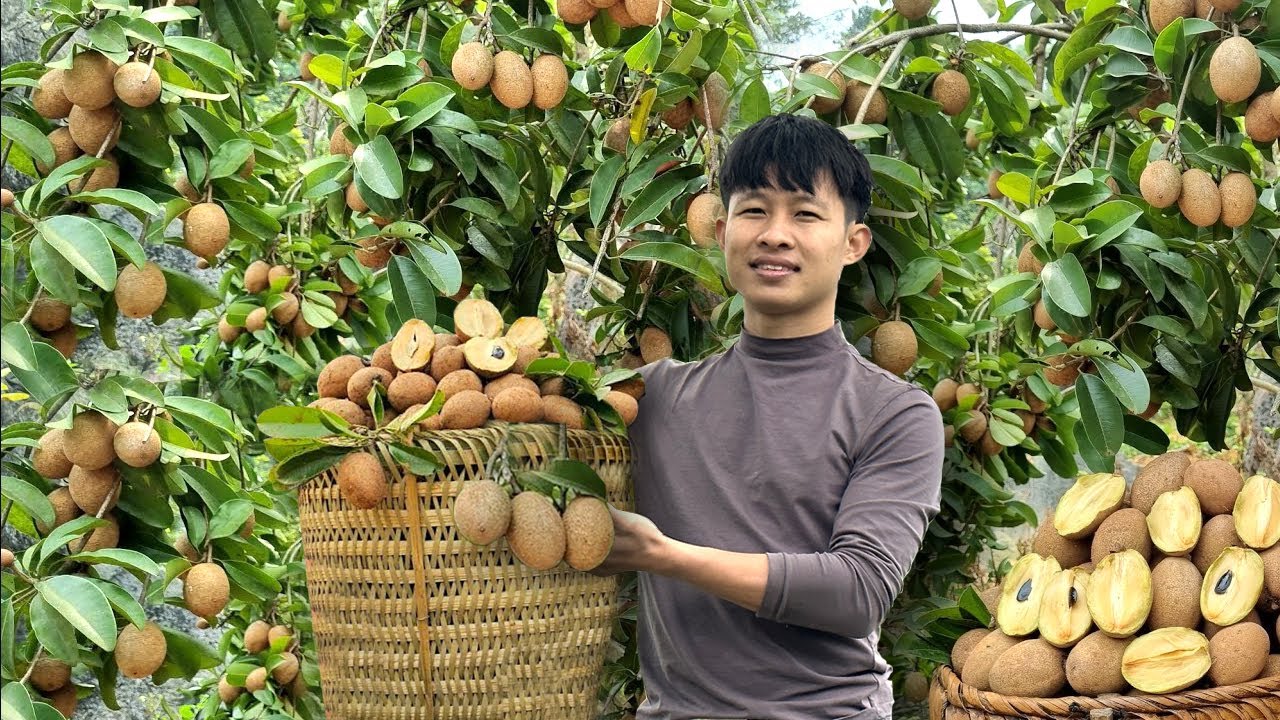 Market selling sapodilla tips