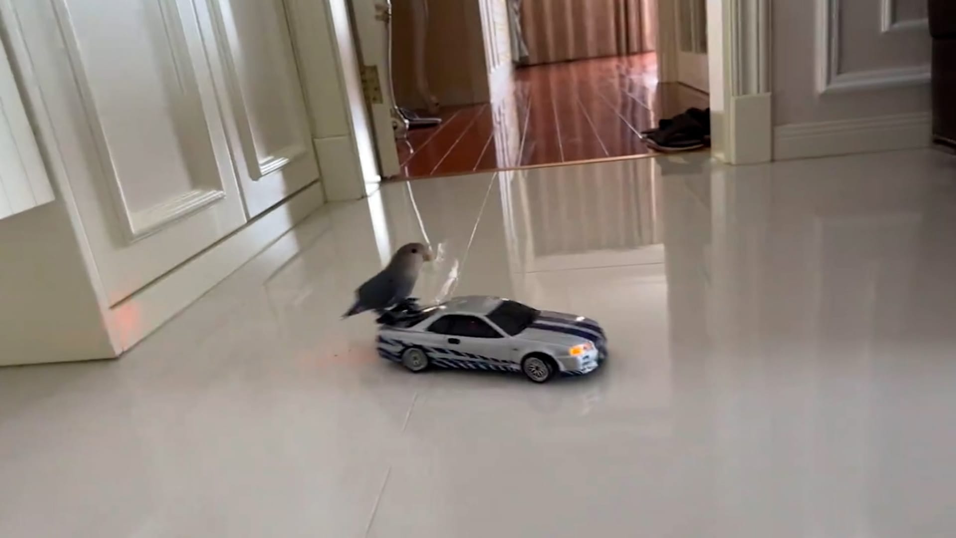 Parakeet takes joyride on remote-control car