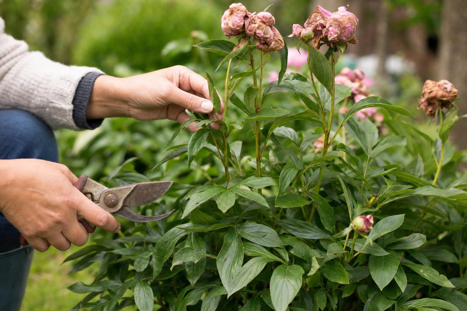 Pivoines en juin : le geste crucial pour ne pas sacrifier la floraison ...