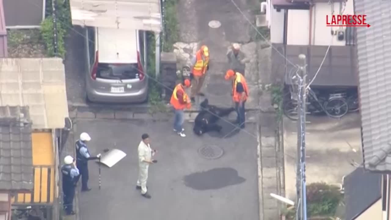Giappone, orso catturato dopo diversi giorni di caccia a Utsunomiya