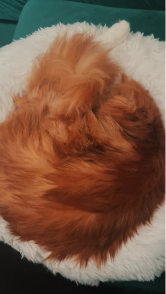 Sleepy after a day outside