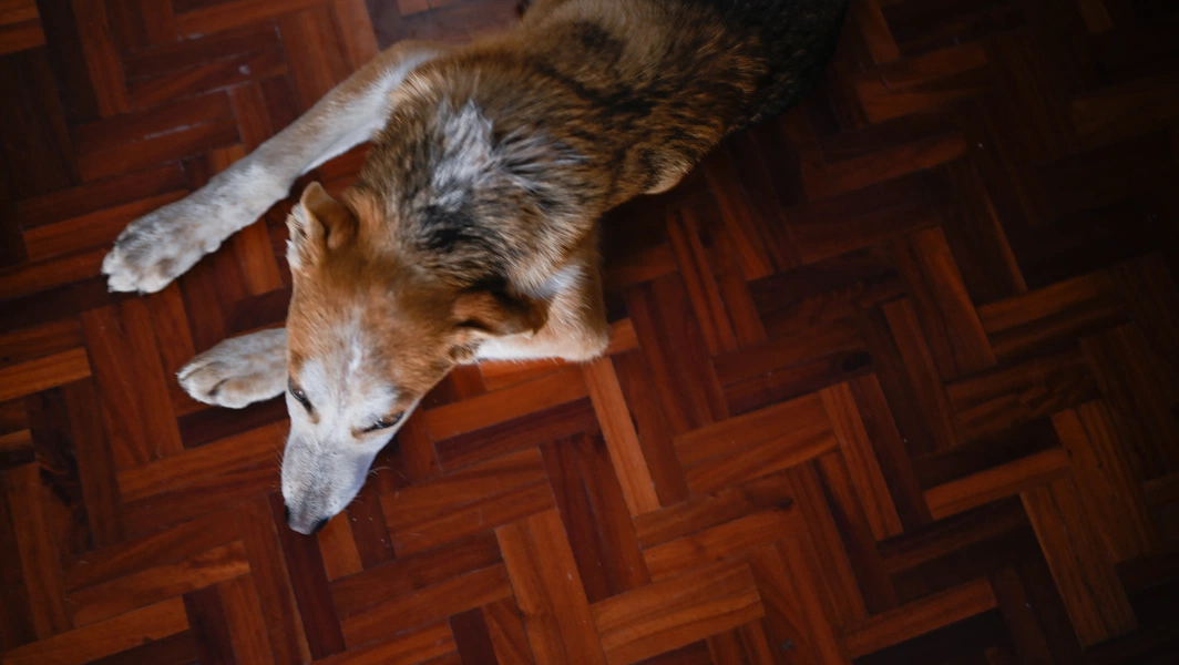 Rescue dog's viral moment sparks focus on velcro pets