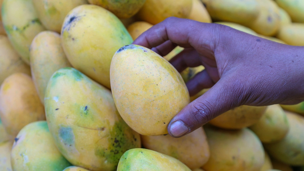 Nepal halts Indian mango imports amid pesticide residue concerns