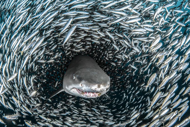 Rare shark washes up in the English Channel