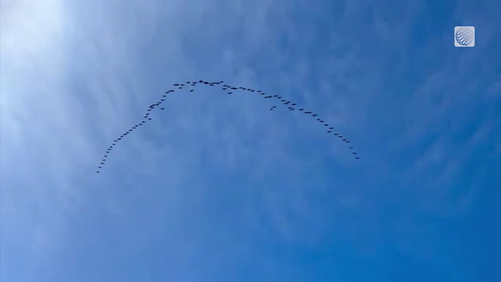 Geese in perfect formation fly over Arnprior, ON