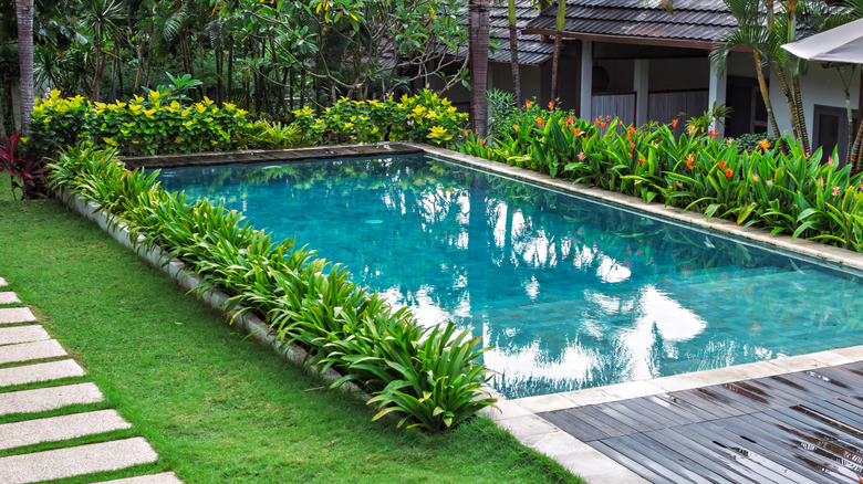 16 Heat-Tolerant Plants Perfect For Landscaping Your Pool Area With