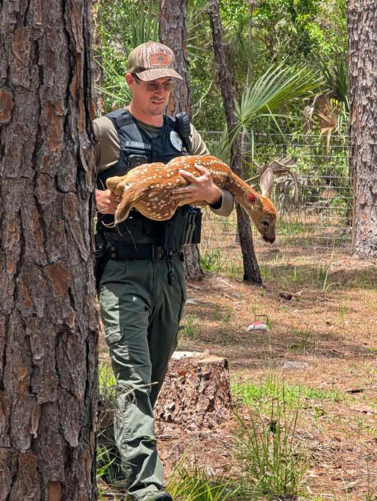 North Port officer rescues injured fawn trapped in fence after being ...