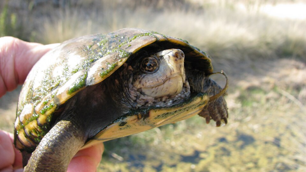 Arizona officials fear 250 endangered turtles could soon lose their ...