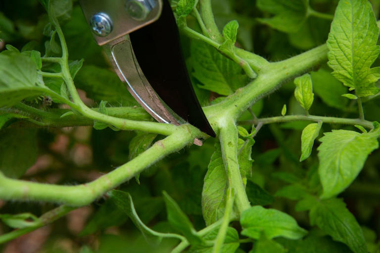 The difference between good and great tomato plants might come down to ...