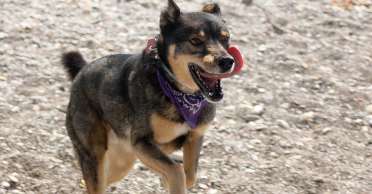 The dog breeds with the strongest reputation for aggression