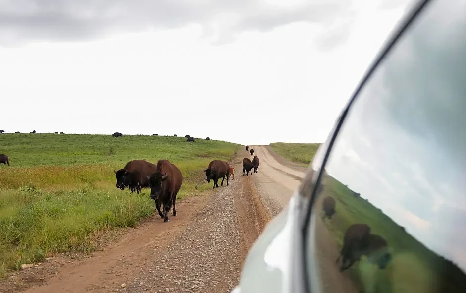 Bison stories of survival and return