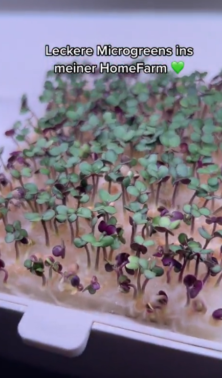Indoor HomeFarm für Microgreens