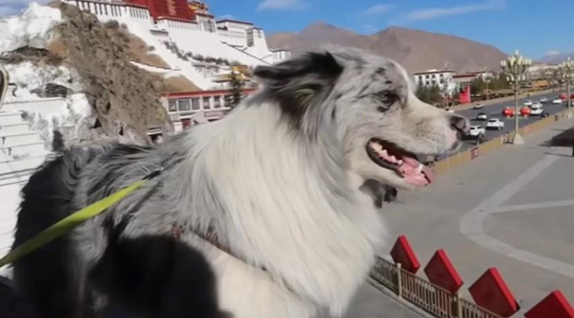 Influencer-Hund Chutou nach Entführung in Restaurant serviert
