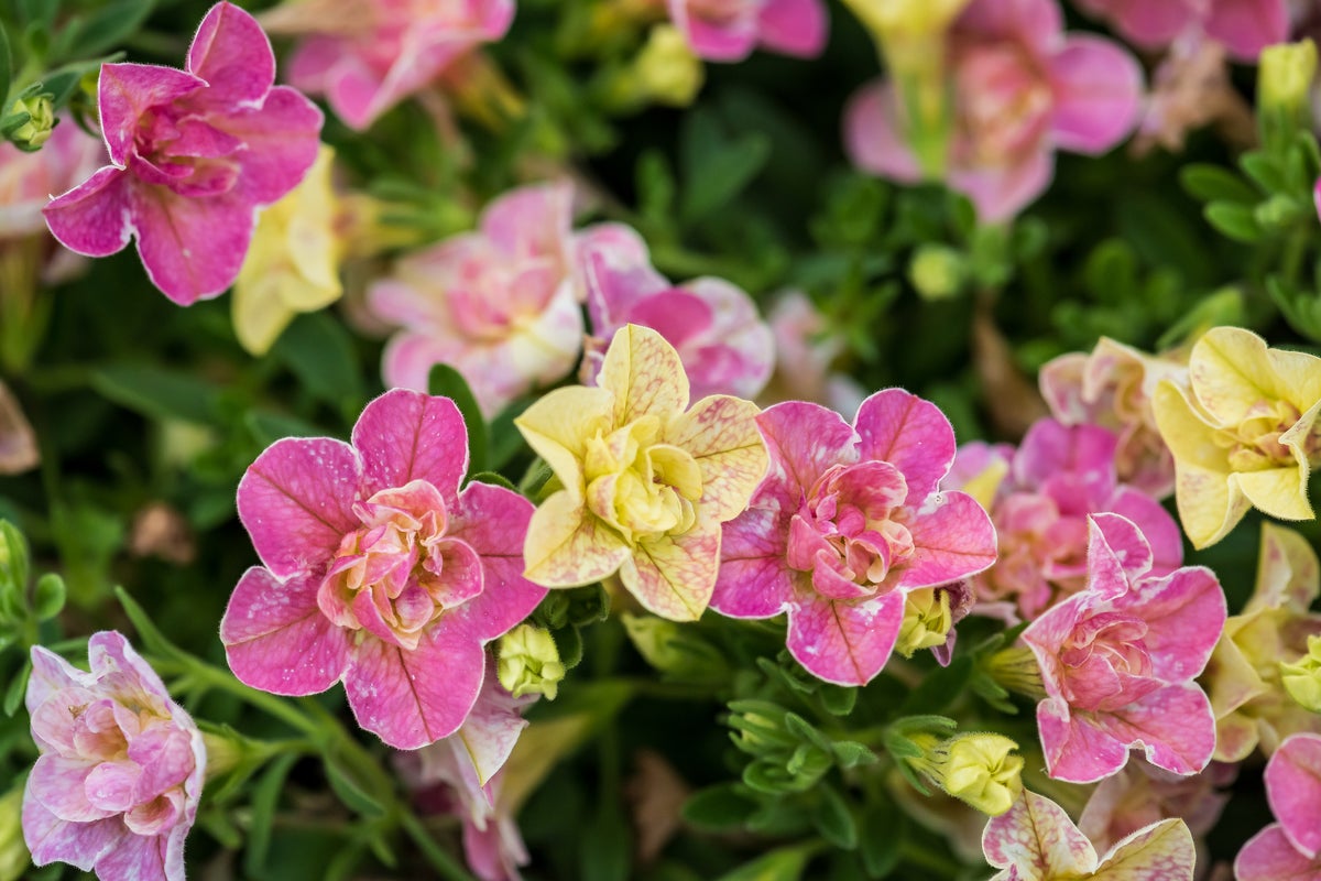 The AP's gardening expert has a list of 10 top-performing new plants ...