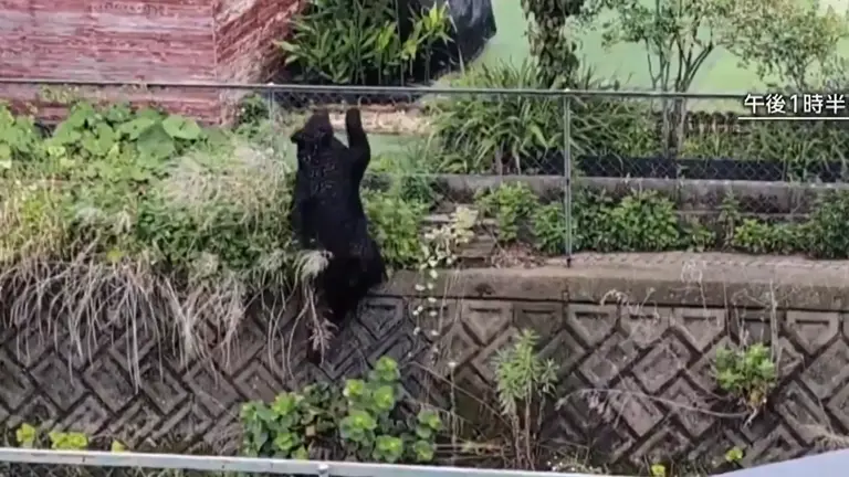 Capturan al oso que ha estado sembrando el terror en Japón: mantuvo ...