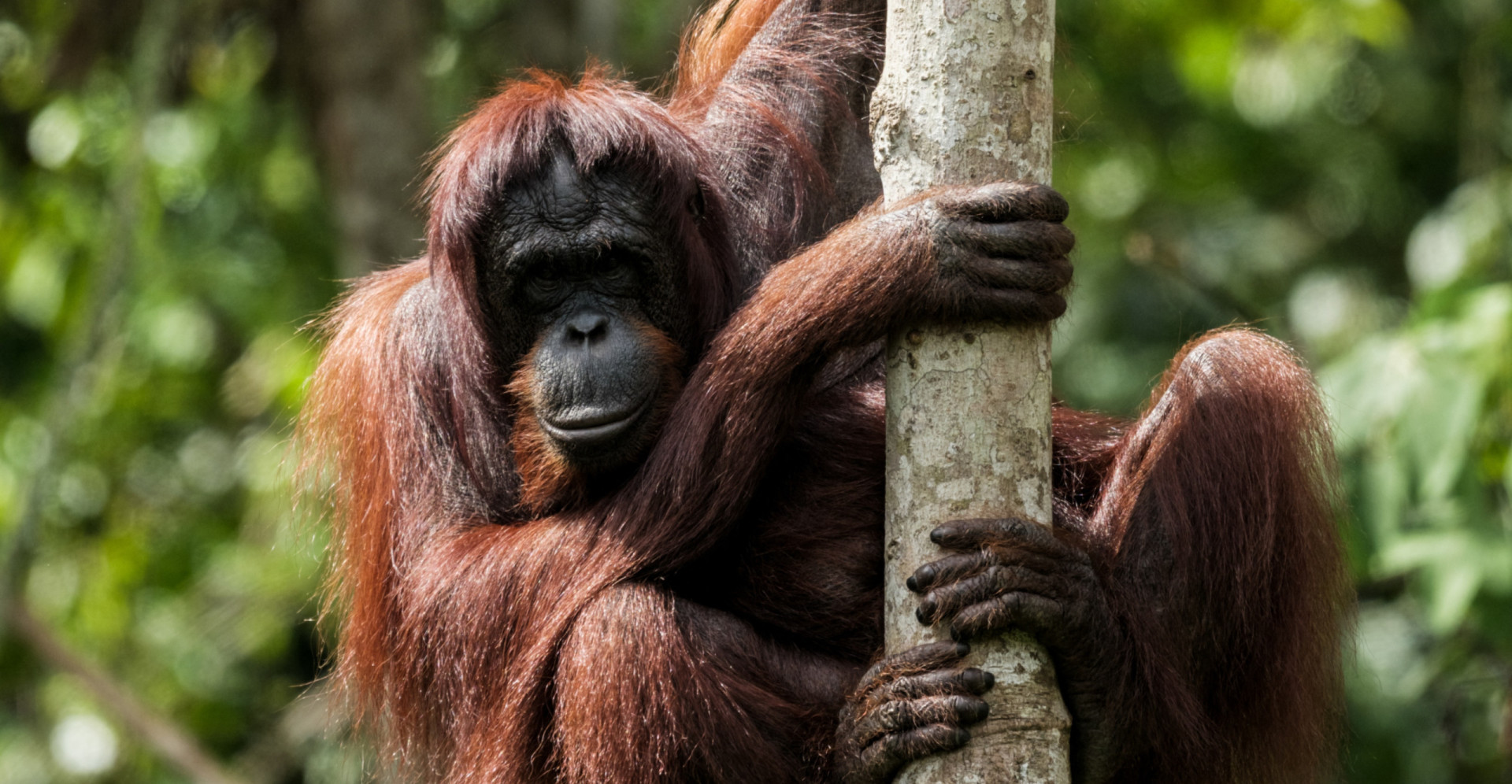 The life of the tree-dwelling orangutan