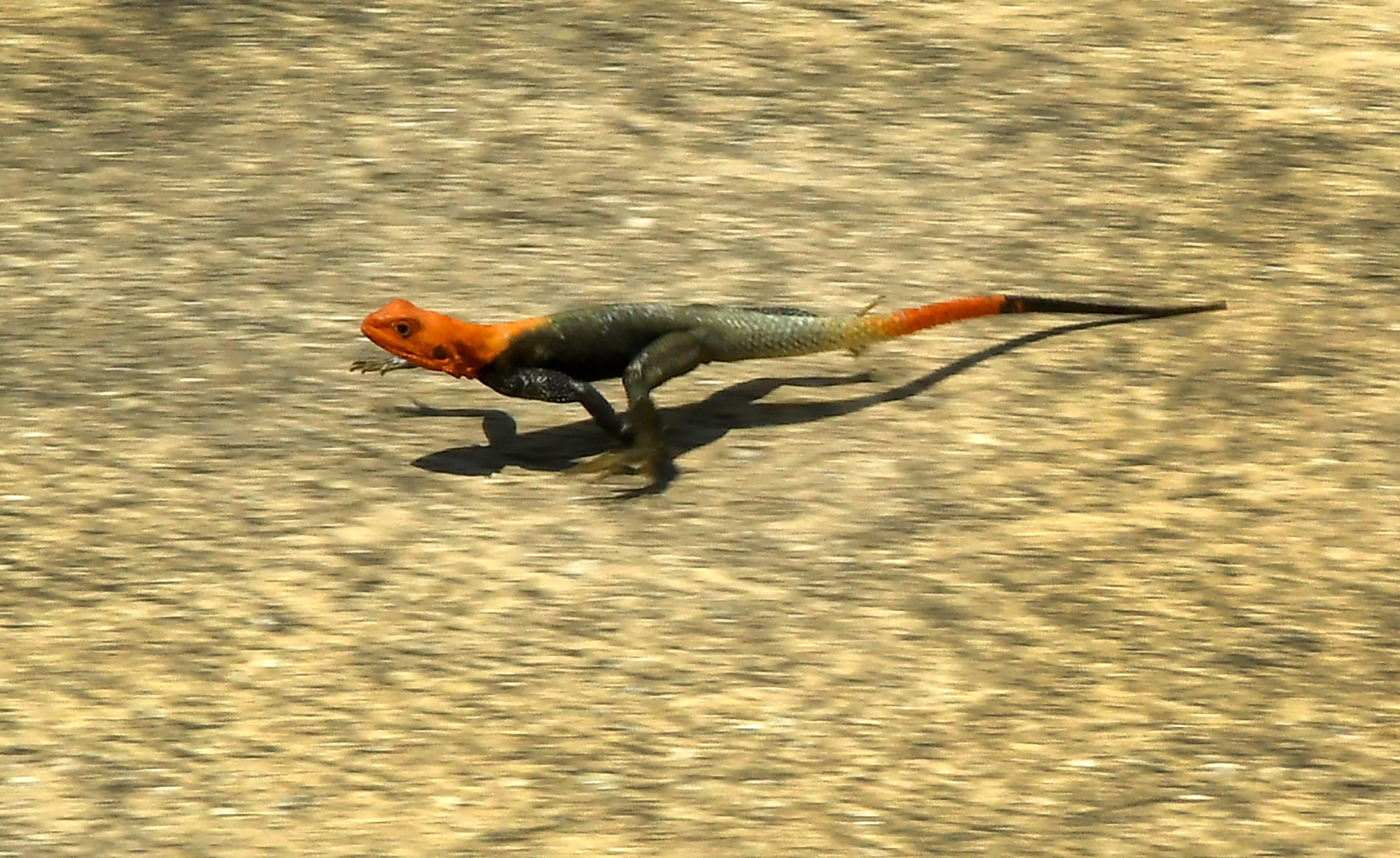 5 things to know about the Peter's rock agama