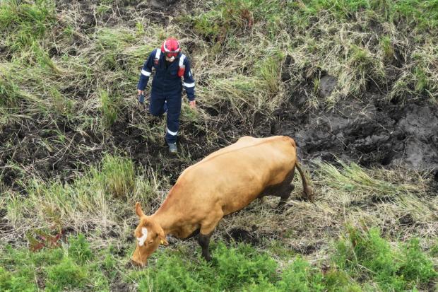 Cow stuck in a ditch sparks emergency response
