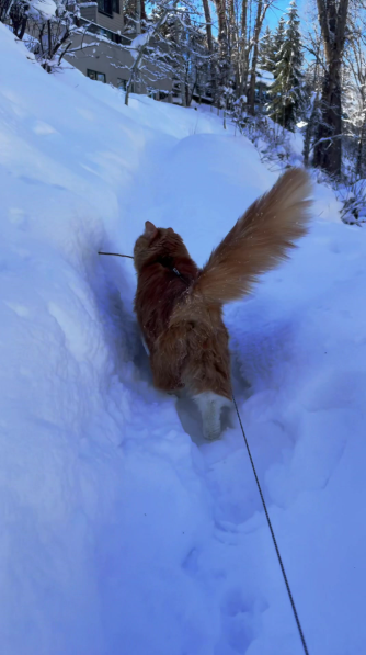 Snow day cat adventure