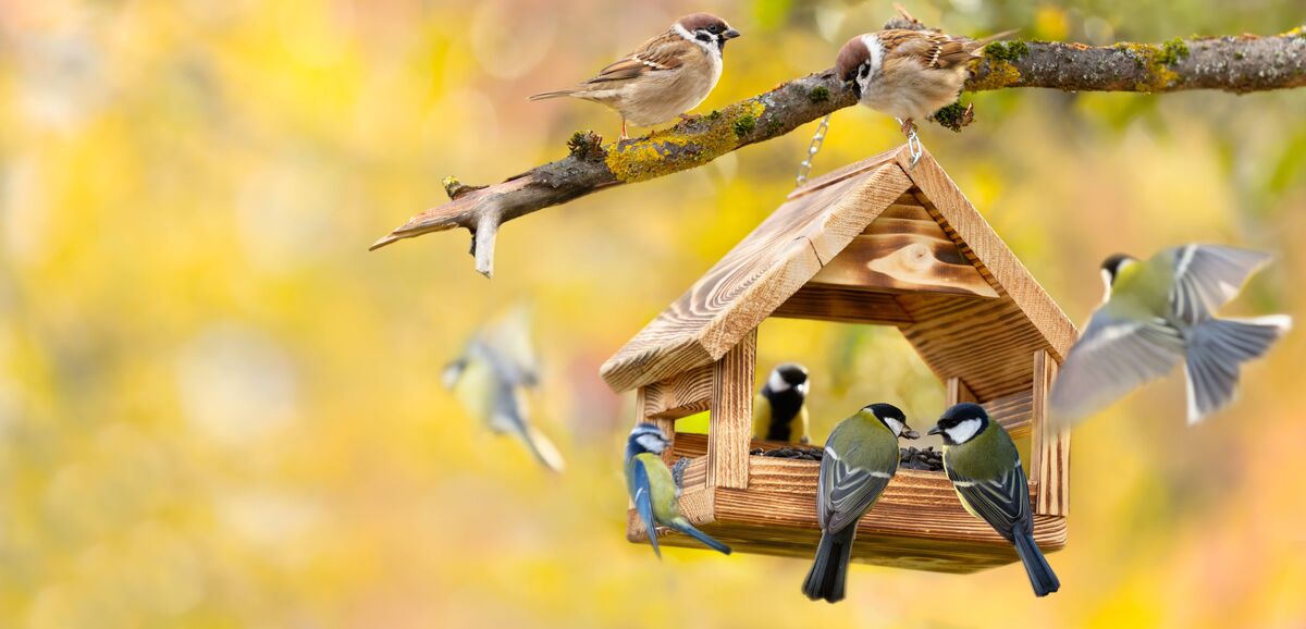 Birds will keep coming back to your garden in nesting season if you put ...