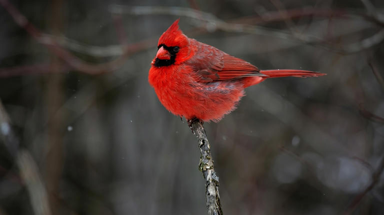 A tiny red bird in Atlanta is quietly protecting people from a ...