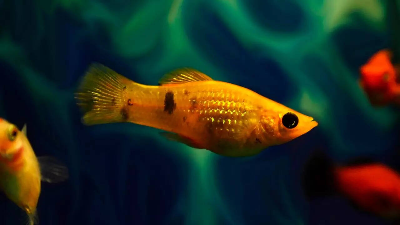 Men not needed! Scientists have found an all-female species that's been ...