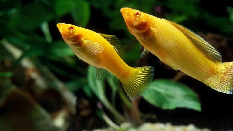 100,000 years without males: The female fish that outsmarted extinction ...