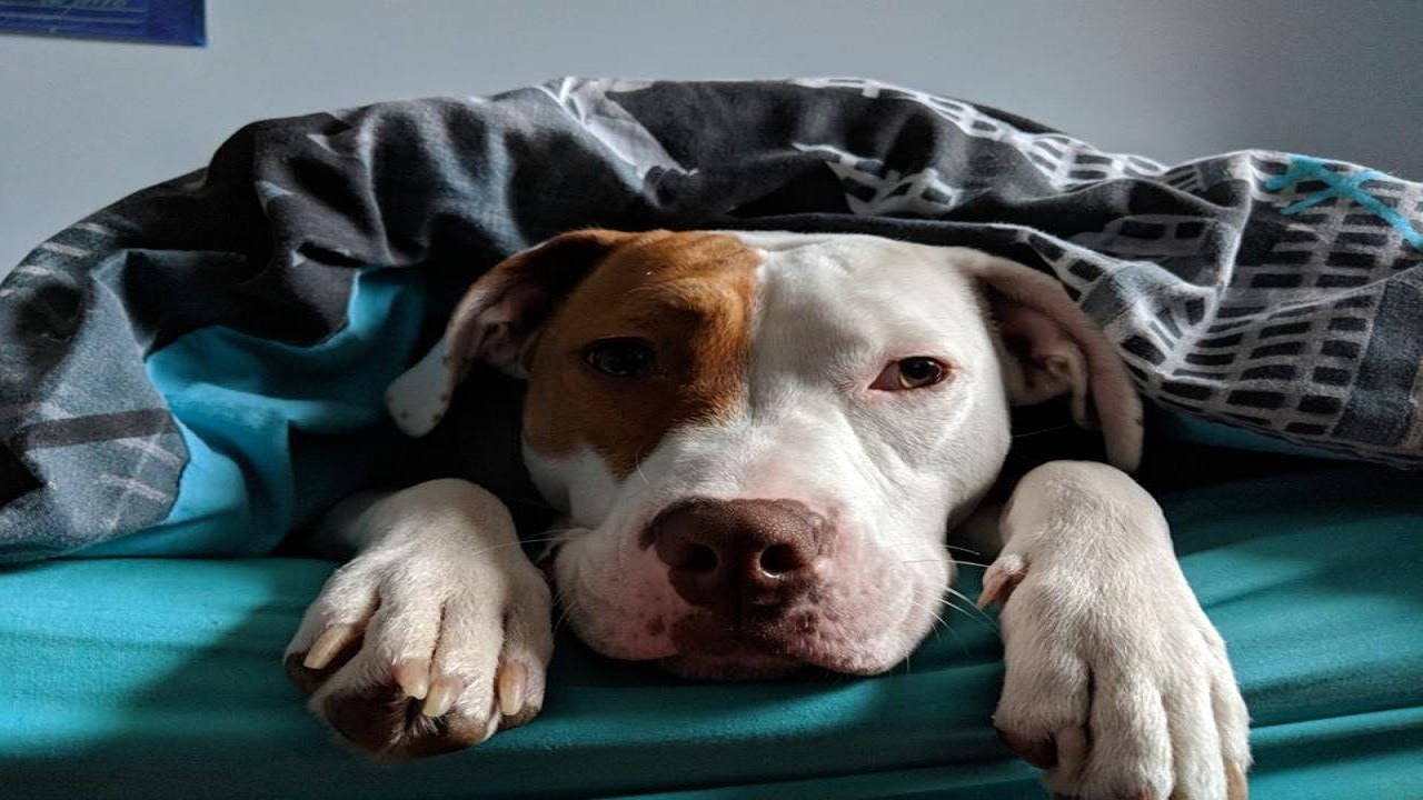 Dog was abandoned 5 times, then a vet examined him to reveal the sad truth