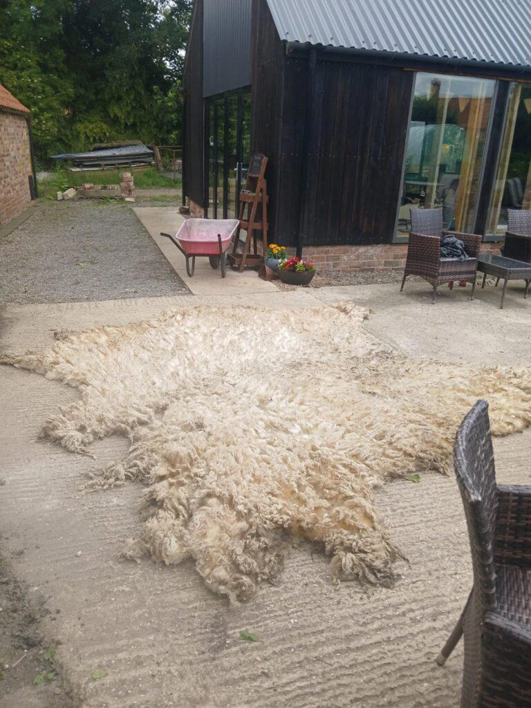 Huge 8ft sheep fleece big enough to make 50 woolly jumpers