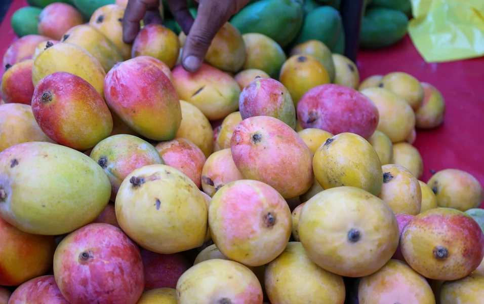Nepal halts Indian mango imports amid pesticide residue concerns