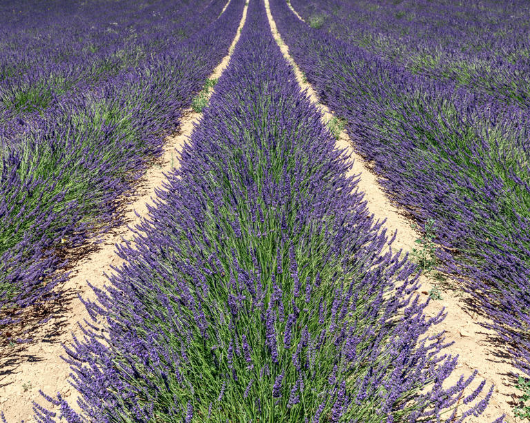 Grow lusher lavender with this one simple switch in June
