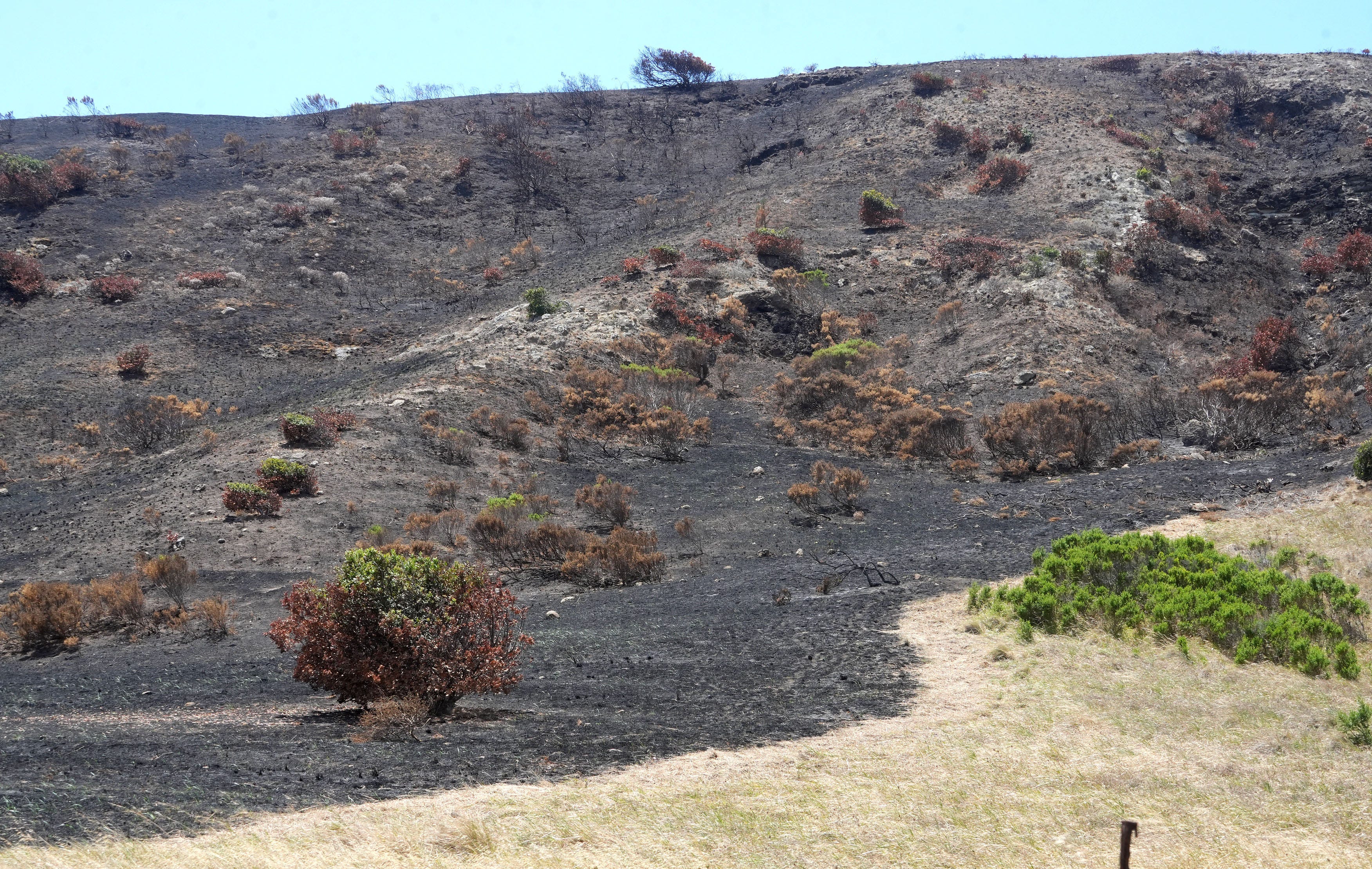 After the Santa Rosa Island fire, fate of wildlife remains unknown