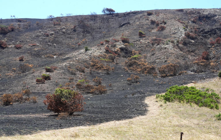 After the Santa Rosa Island fire, fate of wildlife remains unknown