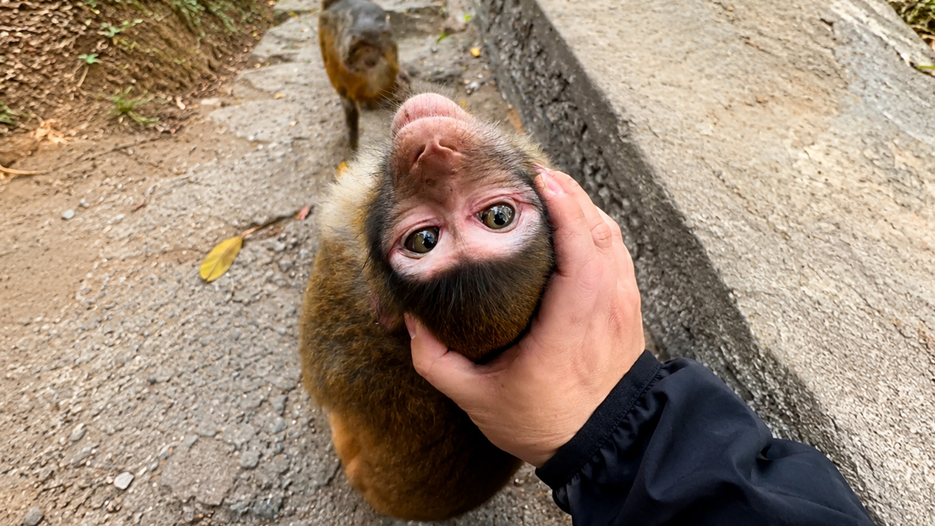 A rare monkey friendship moment caught on camera