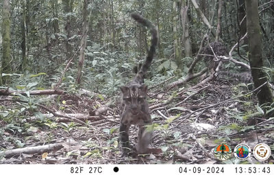 Camera traps deep inside a rainforest captured one of Earth’s rarest ...