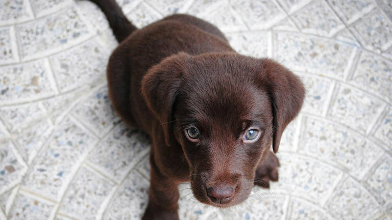 1-day-old lab puppy and 4-week-old lab puppy's side-by-side comparison ...