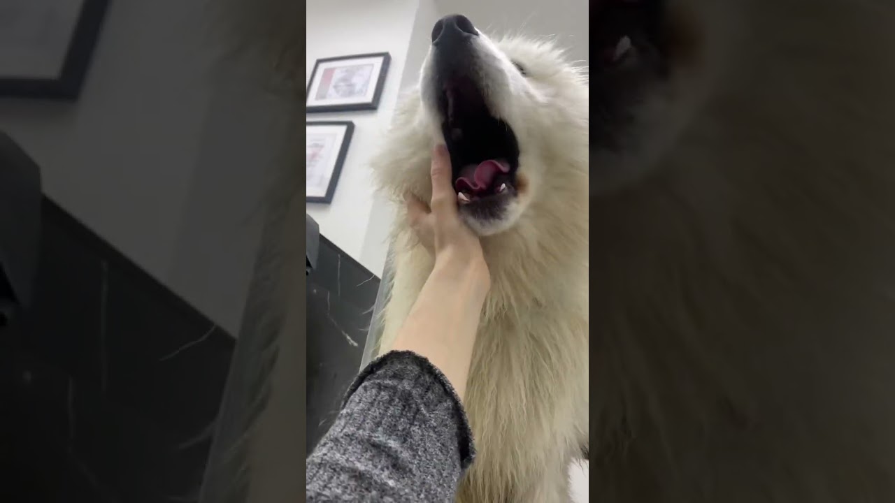 Fluffy Samoyed grooming transformation | Cloud dog's spa day!