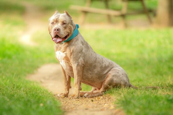 New UK rules for five dog breeds announced in June 9 update for owners