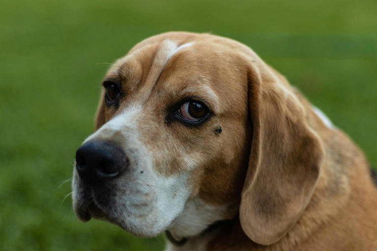 What are whale eyes in dogs? Vets explain this important warning sign